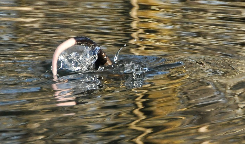 A water-rat diving