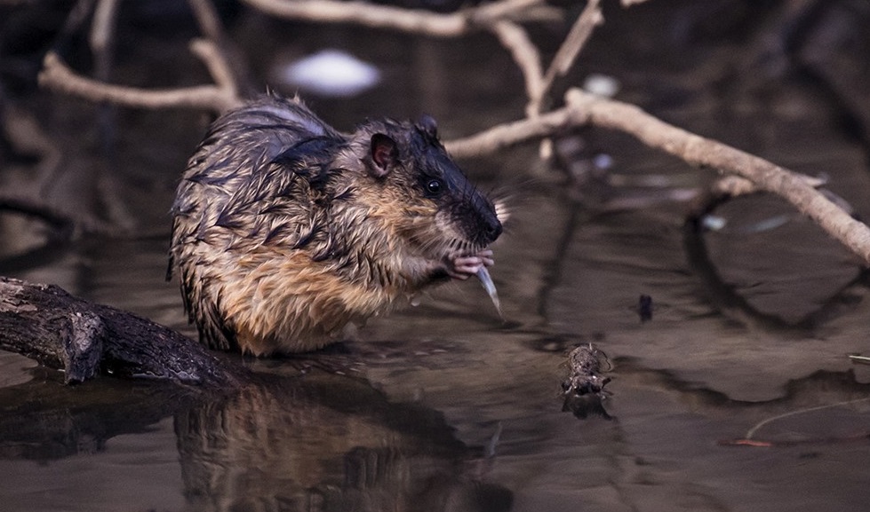 A water-rat feeding